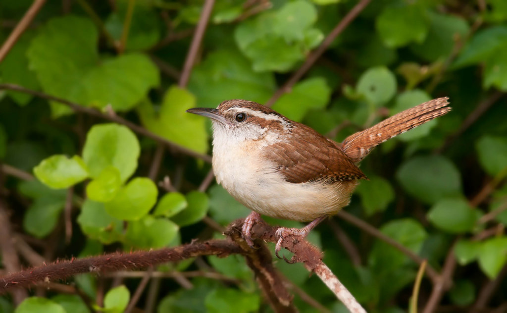 Poetry Friday: Carolina Wren | Reflections on the Teche