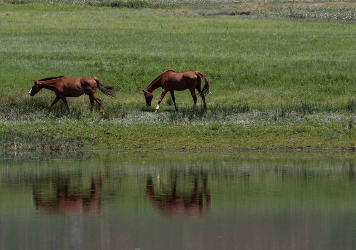 Poetry Friday: Spring Triolet | Reflections on the Teche