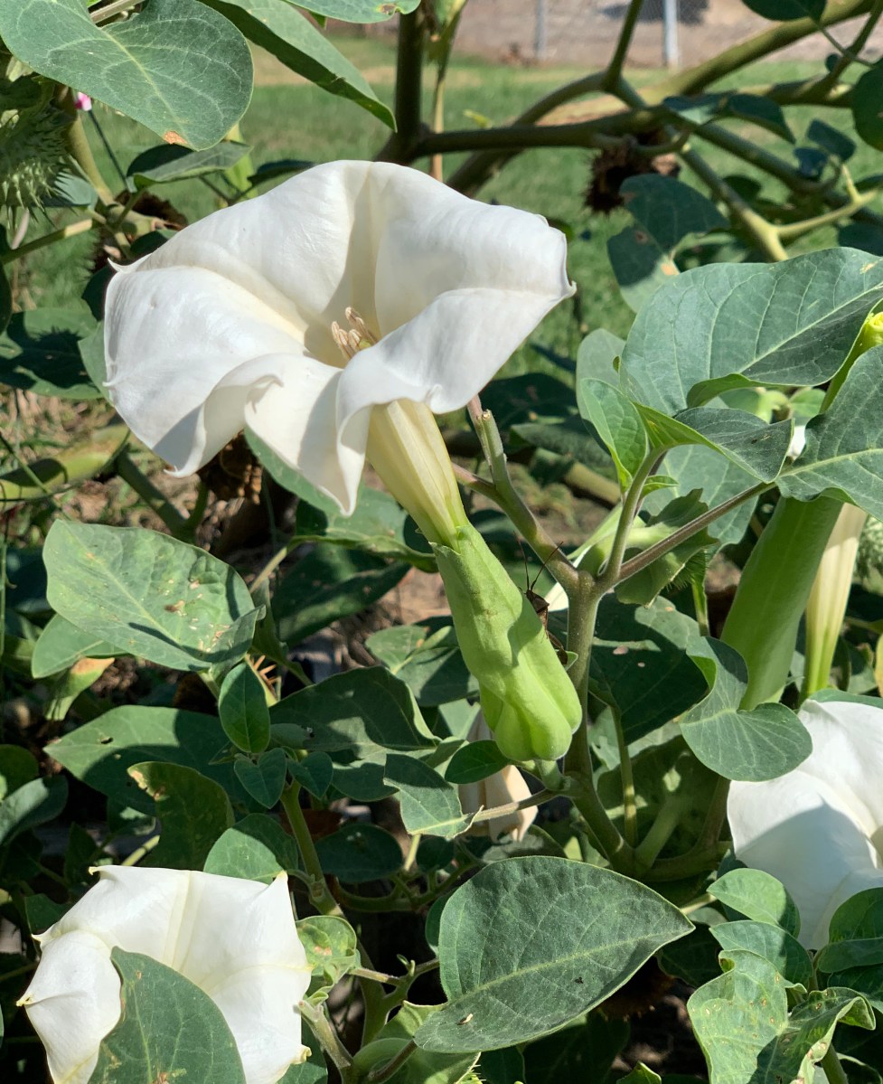 This Photo Wants to be a Poem: Moonflower | Reflections on the Teche