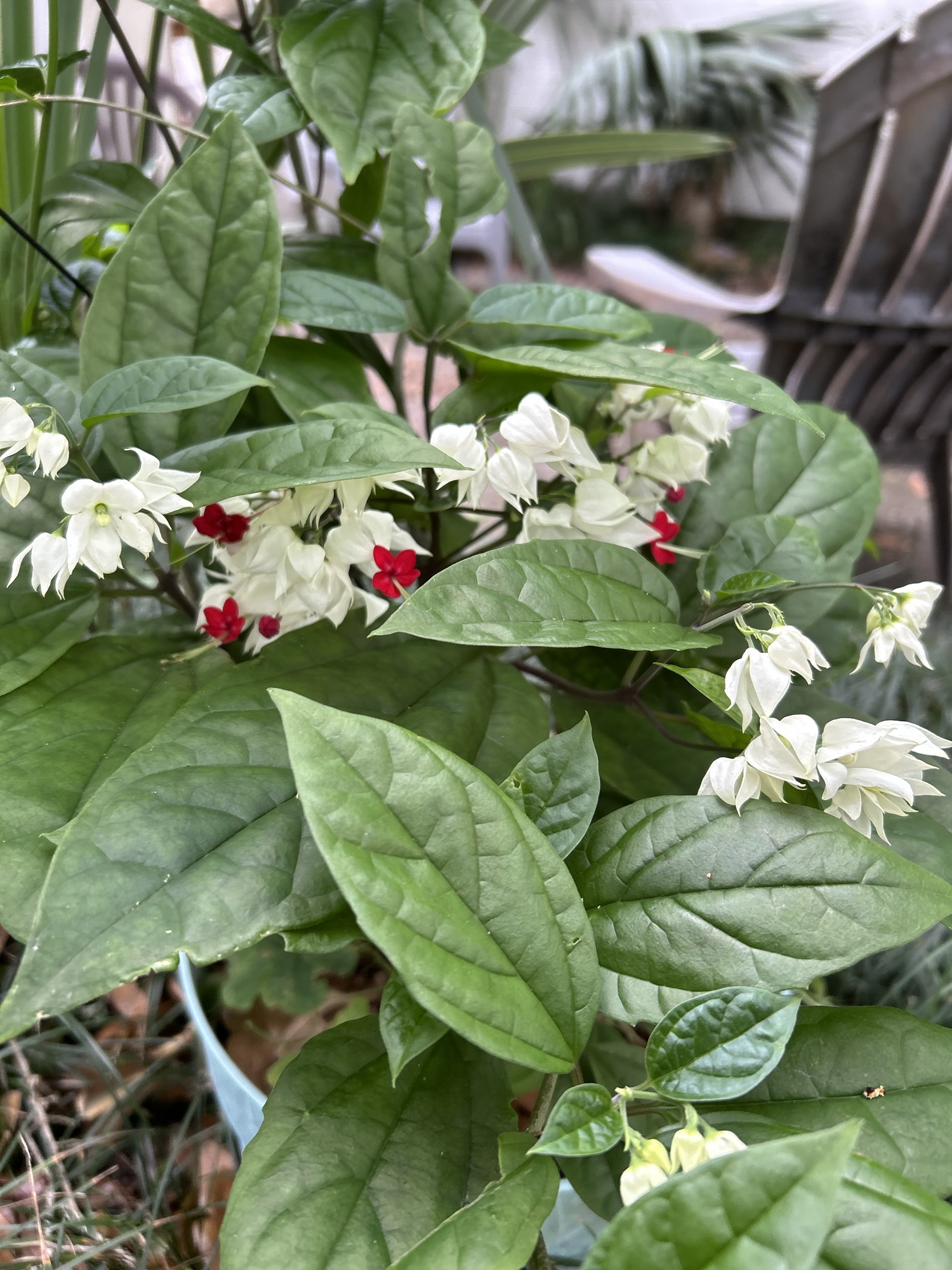 This Photo Wants to be a Poem: Bleeding Hearts | Reflections on the Teche